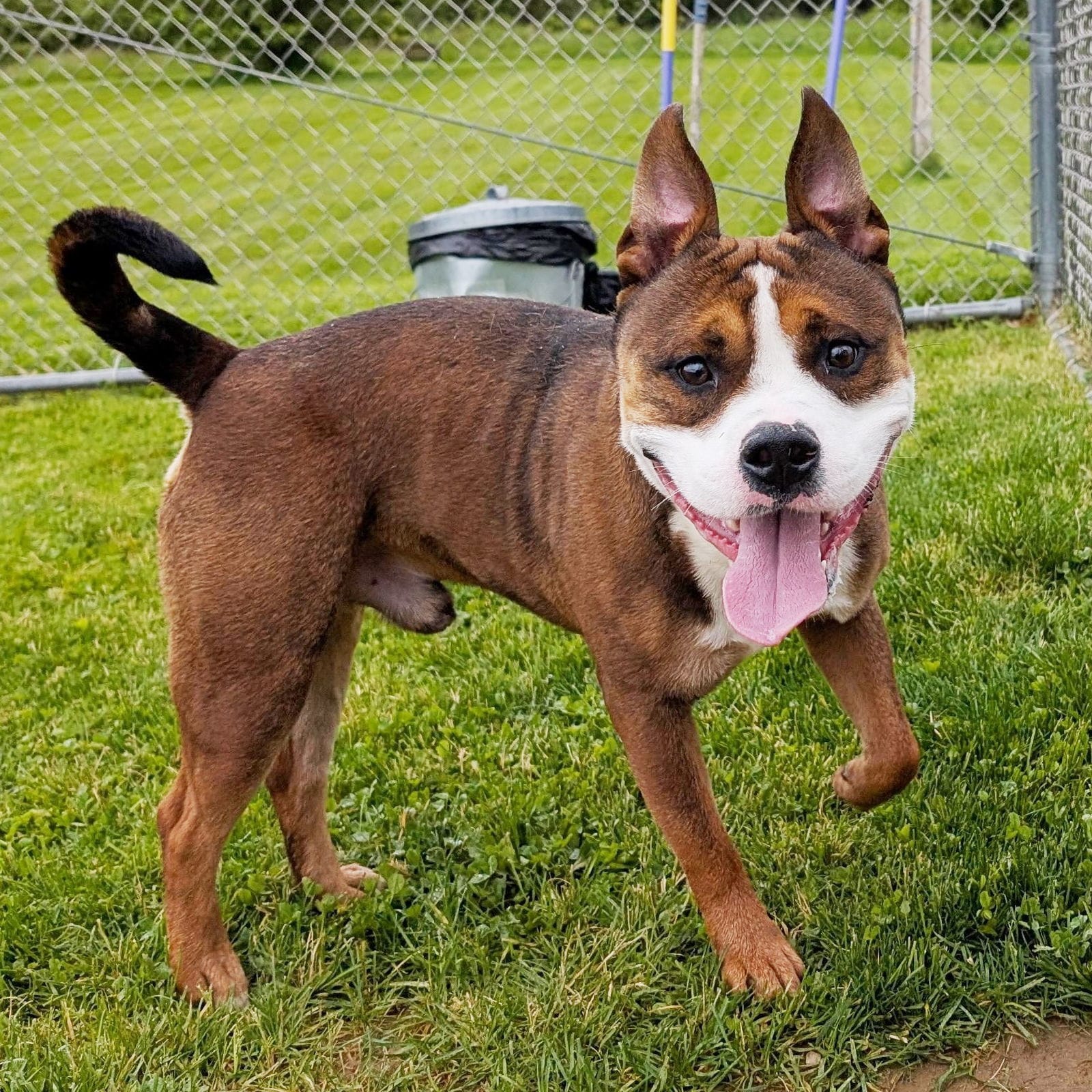 Adopt Pound Dog-Bernie #185146 Today - Find Paw Pal