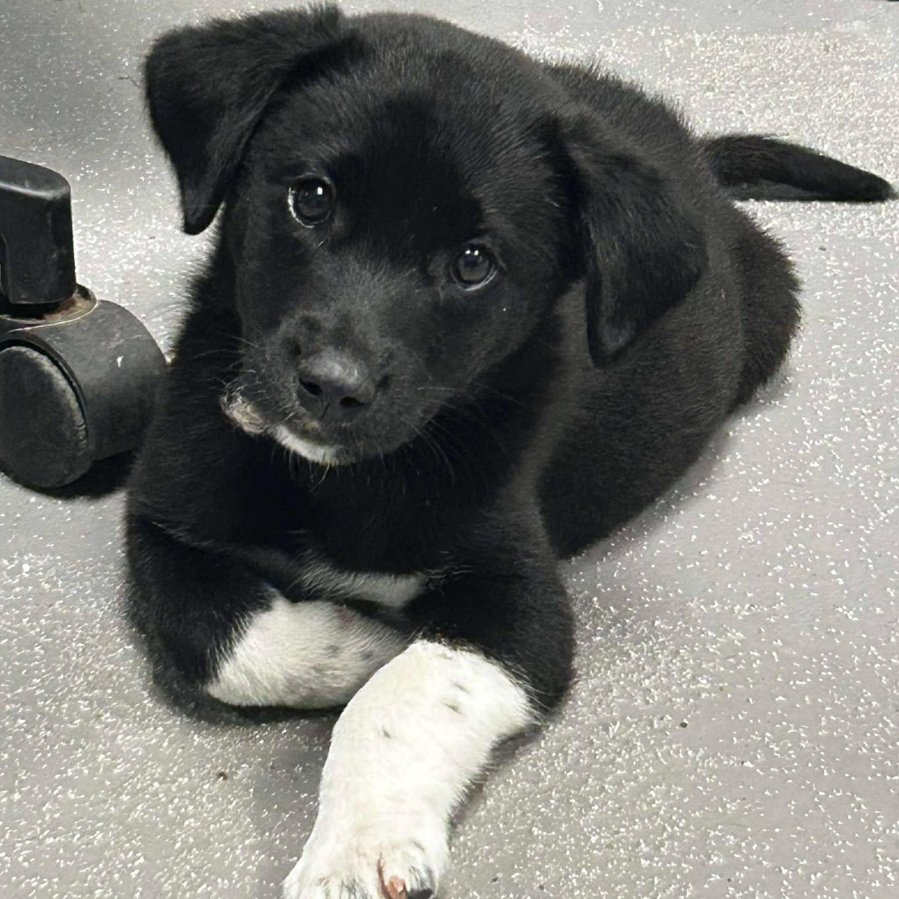 Adopt Goofy Goober Today - Find Paw Pal