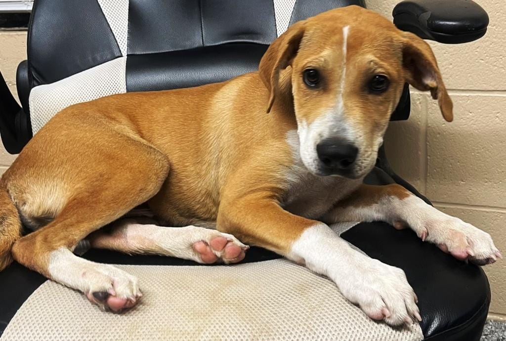 Adopt Butterfinger, Very Cute little hound-x puppy ! Today - Find Paw Pal