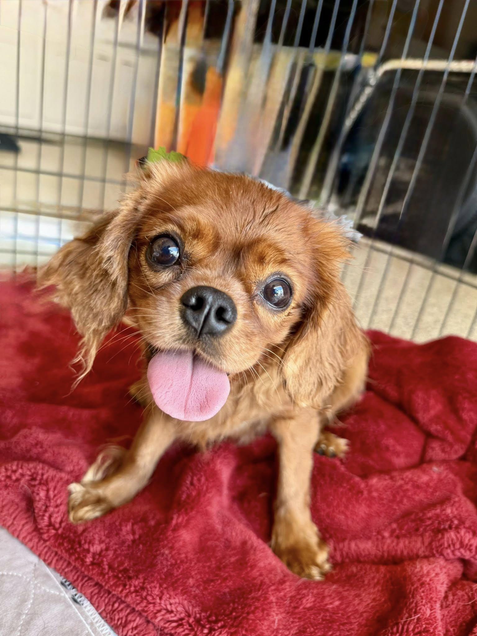 Adopt Sabrina Today - Find Paw Pal