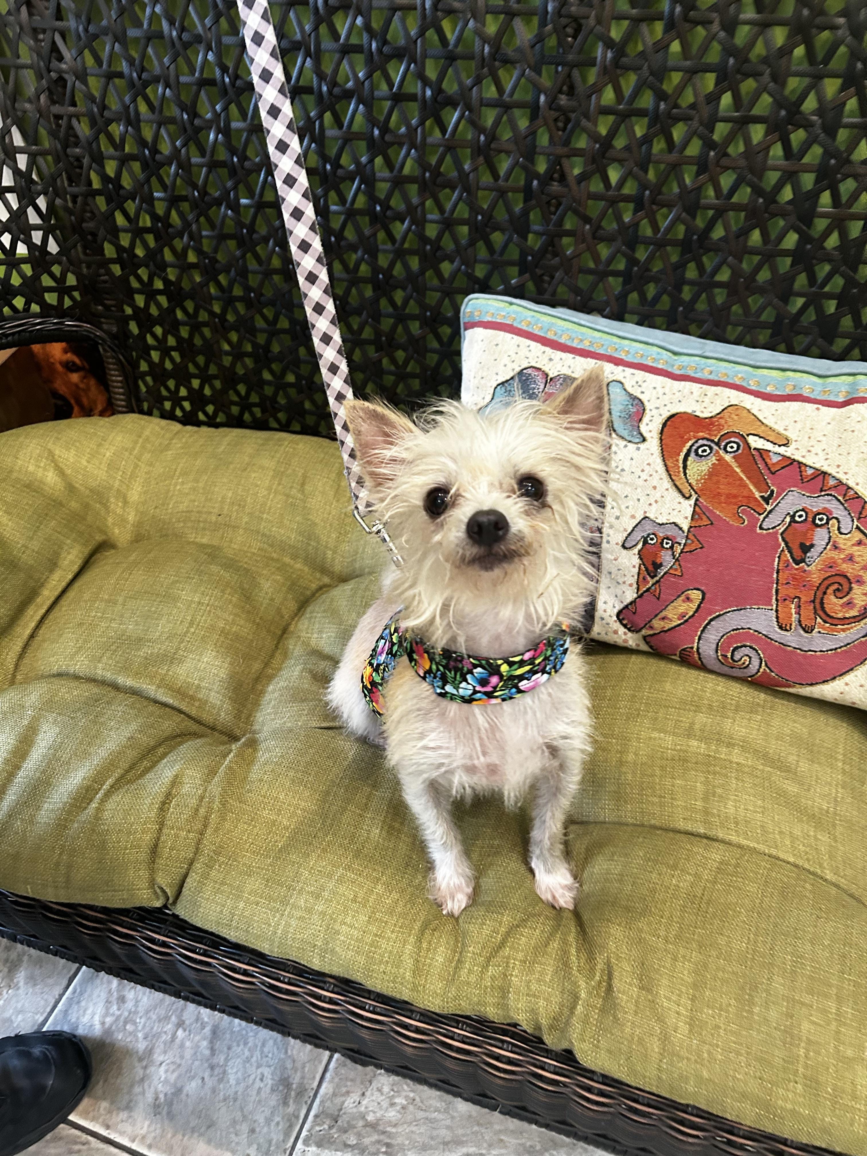 Adopt Elsa Today - Find Paw Pal