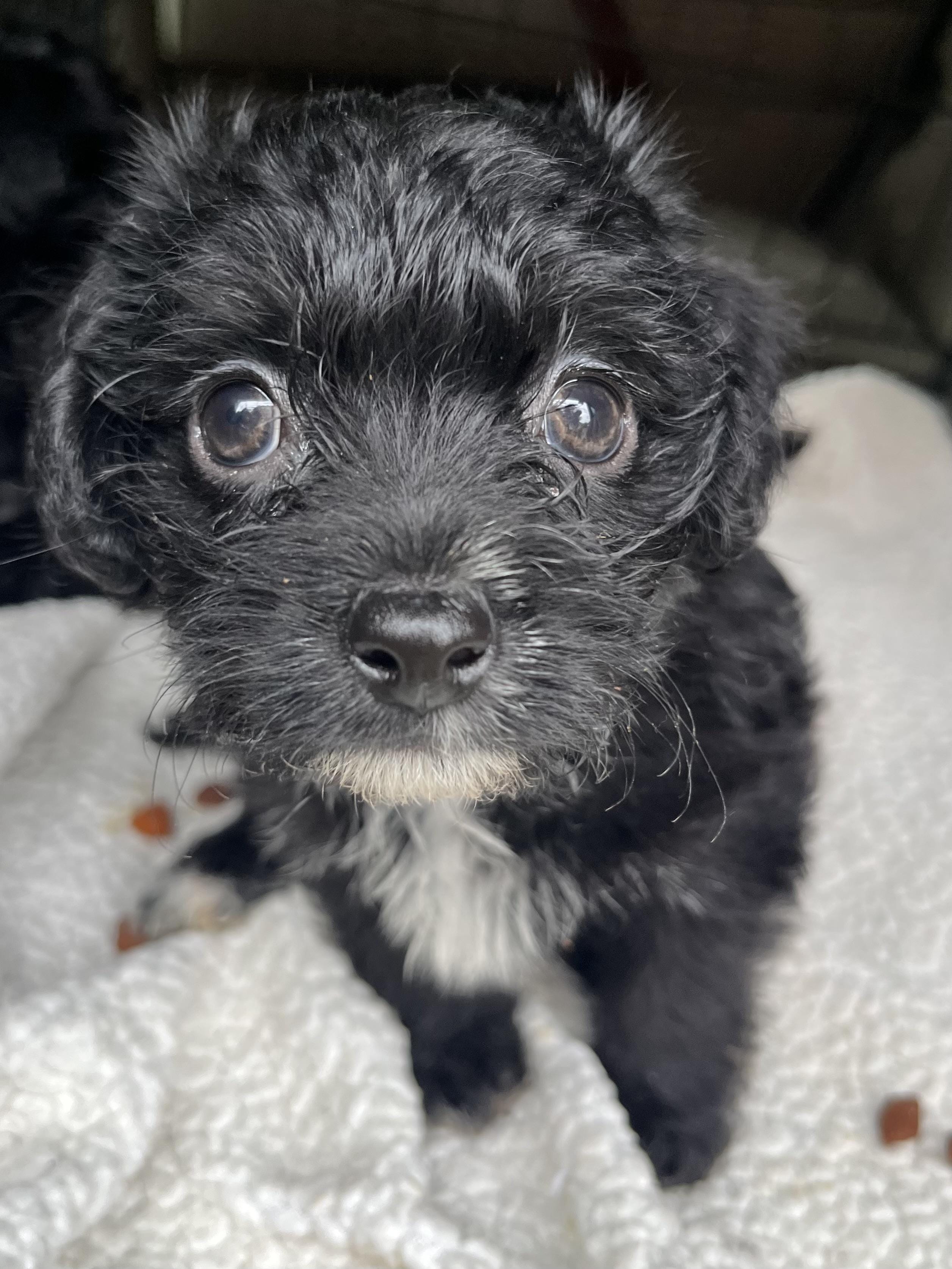 Adopt Coco Today - Find Paw Pal