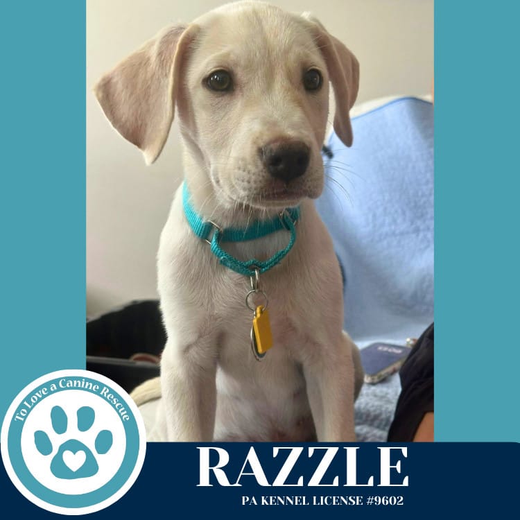 Adopt Razzle (Candy's Confections) 092725 Today - Find Paw Pal