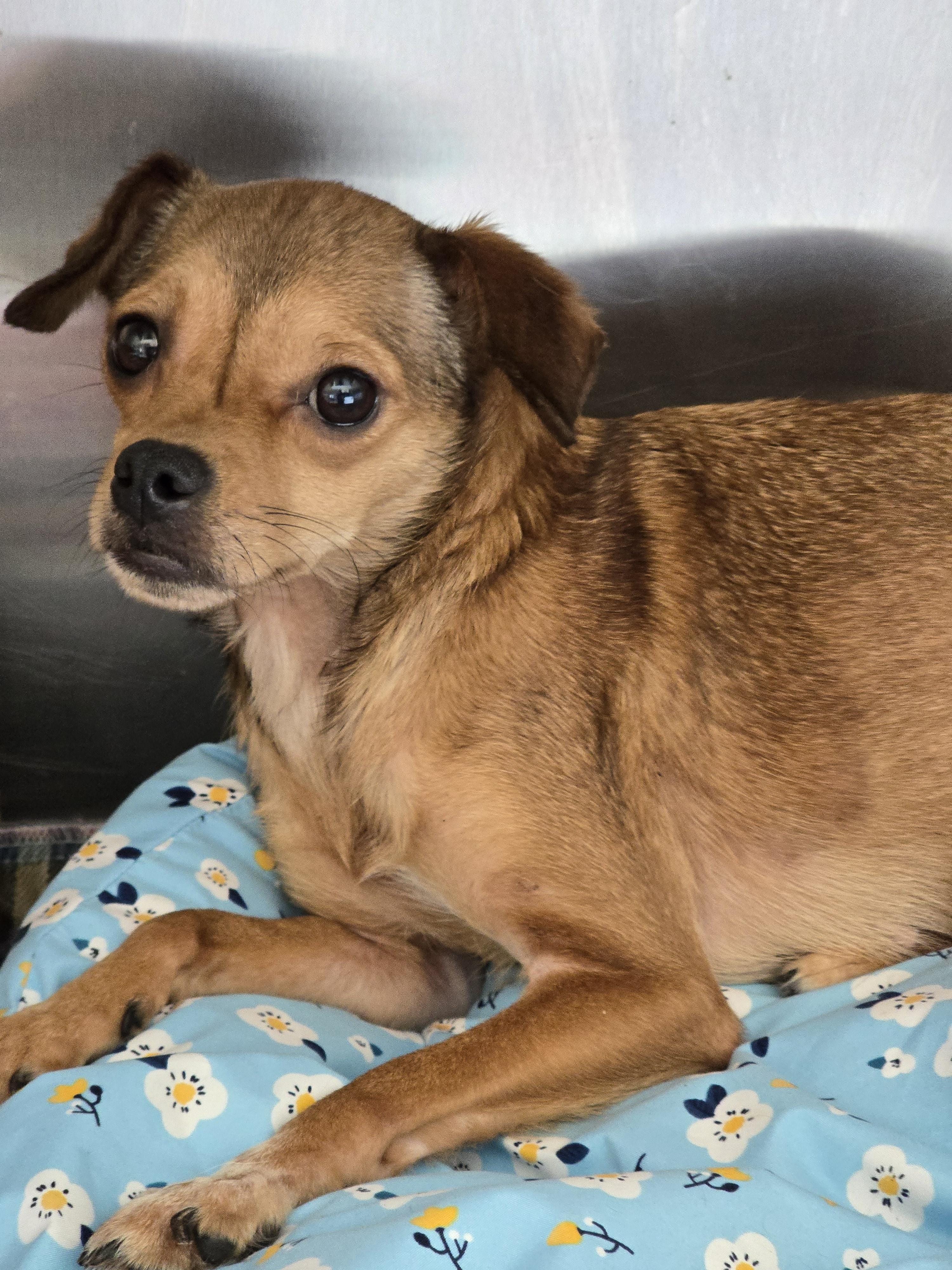Adopt Sweet pea Today - Find Paw Pal