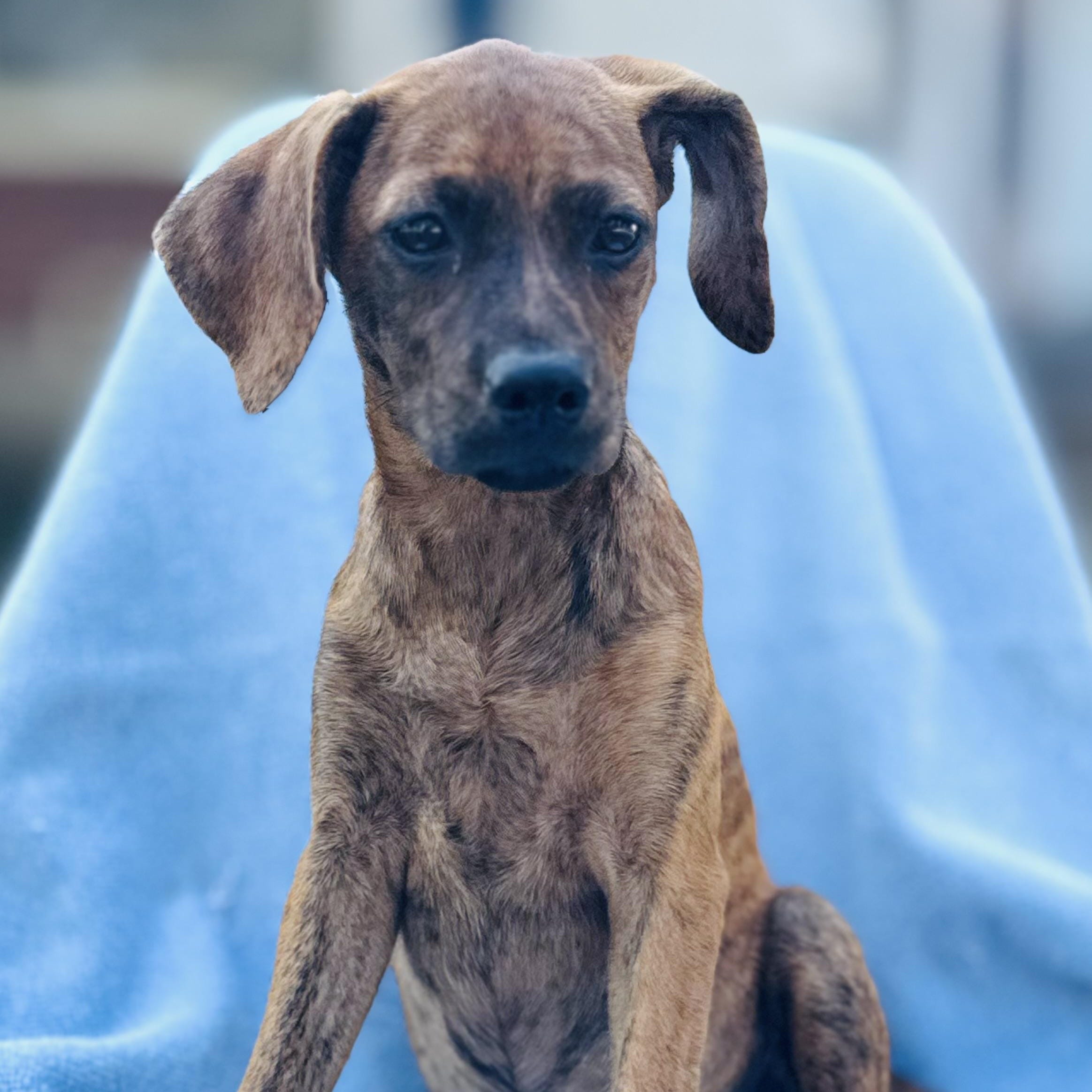 Adopt Hazel Today - Find Paw Pal
