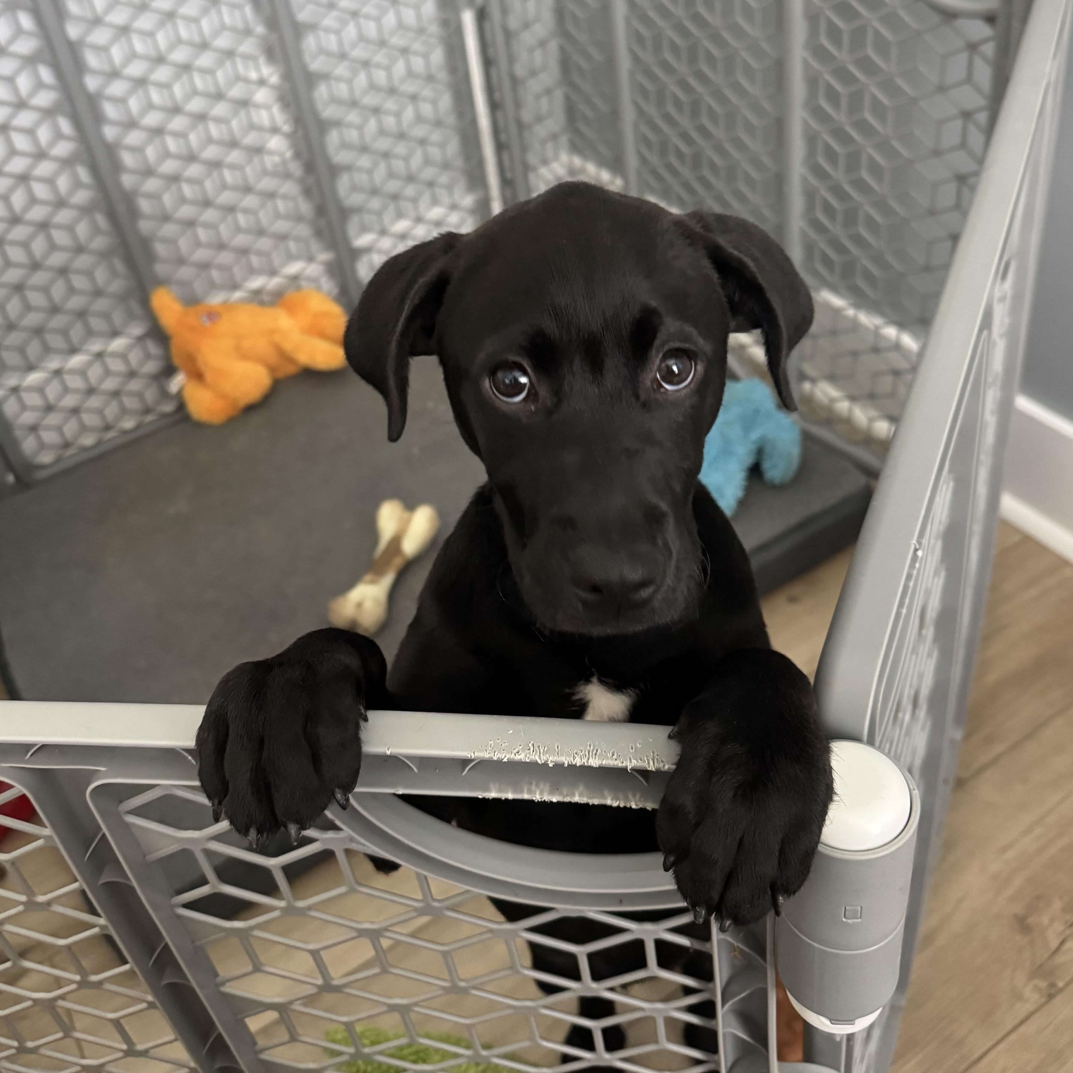 Adopt Nala Today - Find Paw Pal