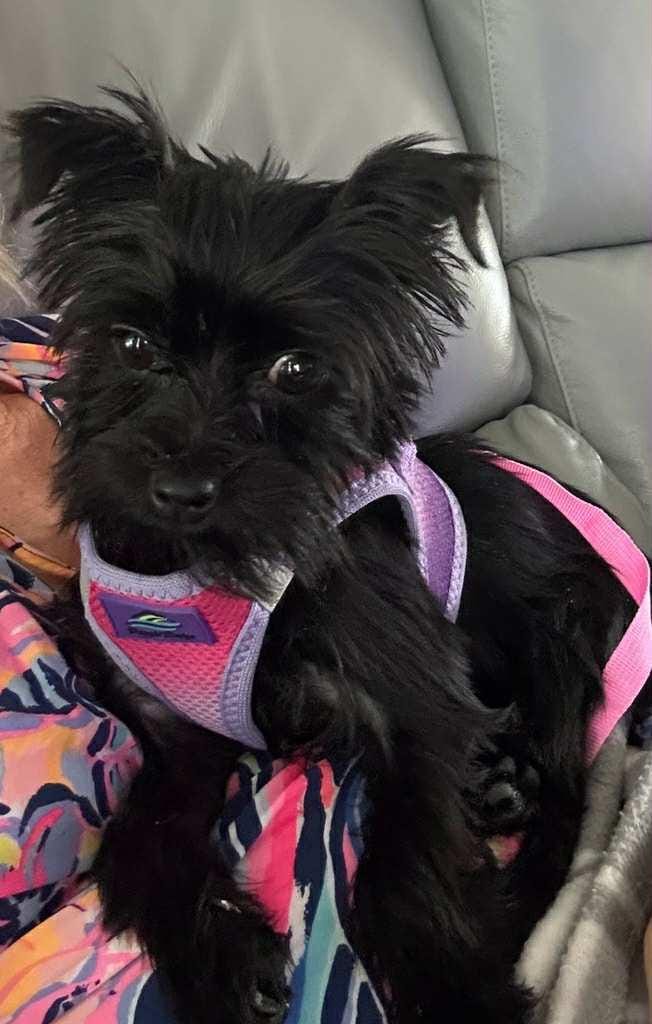 Adopt Piper Today - Find Paw Pal