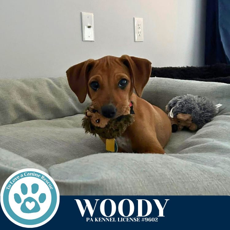 Adopt Woody (Toy Story Pups) 101125 Today - Find Paw Pal