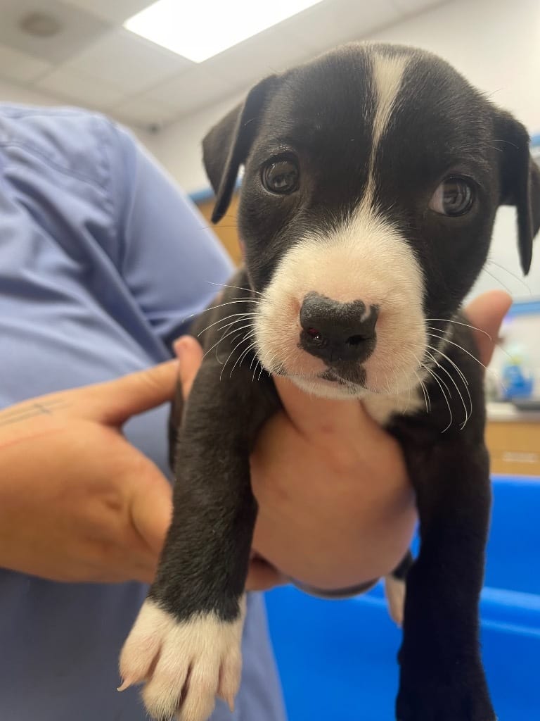 Adopt Catalina (Cx6) Today - Find Paw Pal