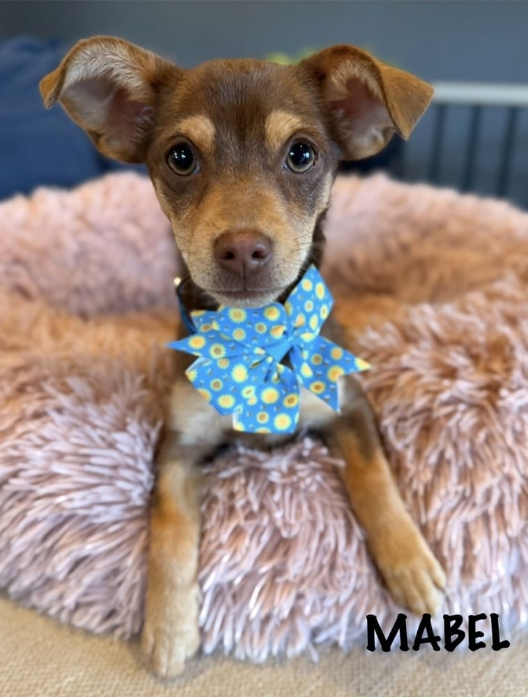 Adopt Mabel Today - Find Paw Pal