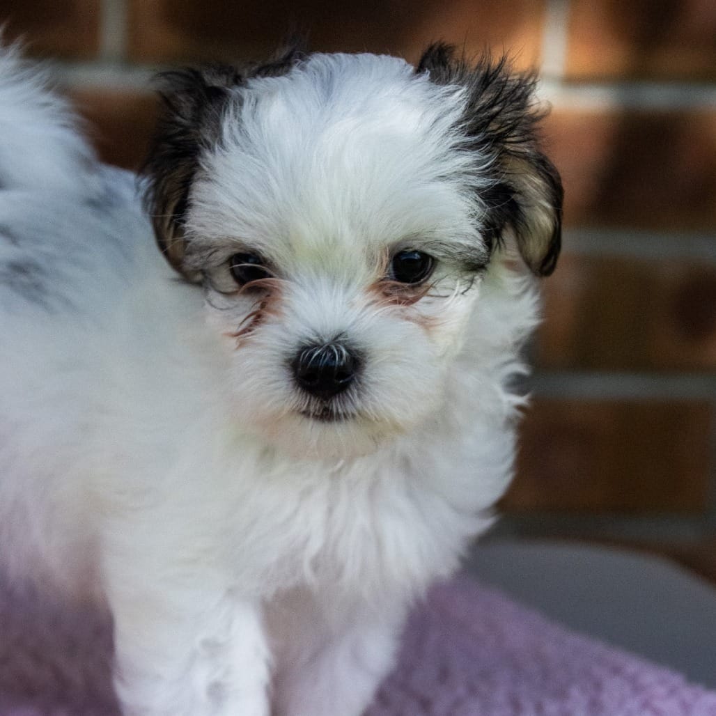Adopt Violet Today - Find Paw Pal