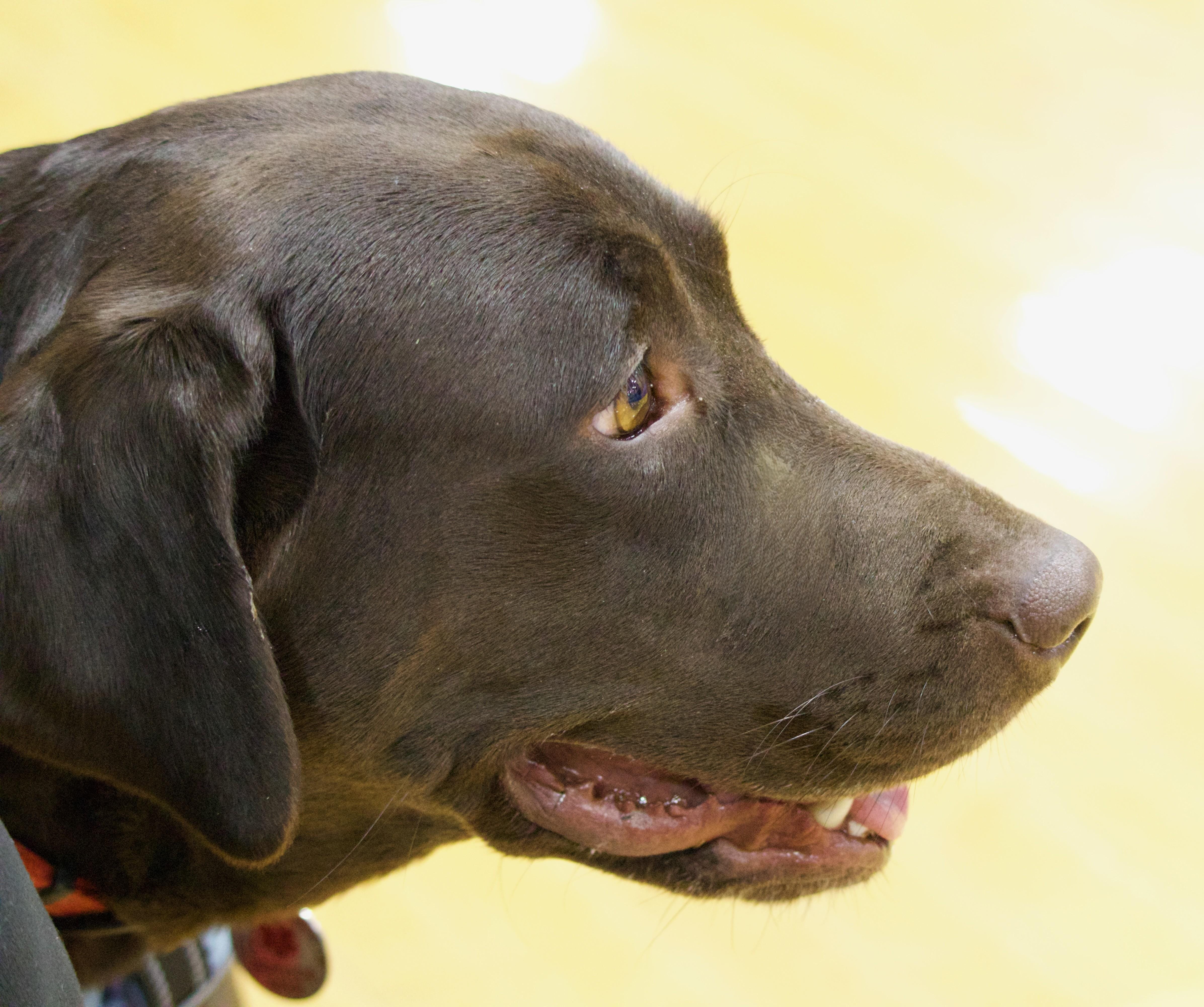 Adopt Basil Today - Find Paw Pal