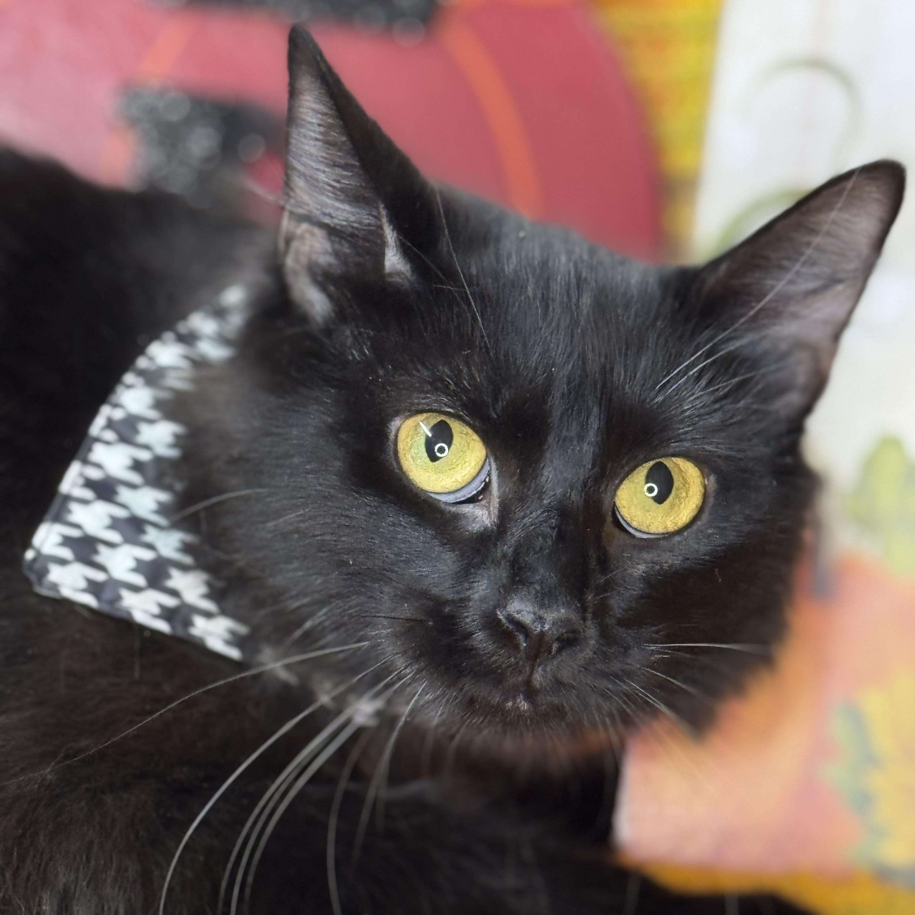 Adopt Dumpling Today - Find Paw Pal