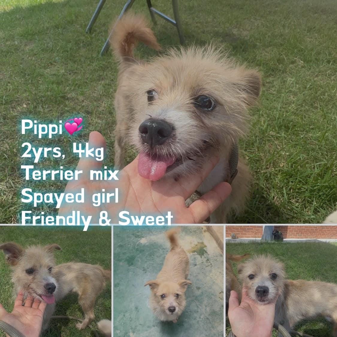 Adopt PIPPI Today - Find Paw Pal