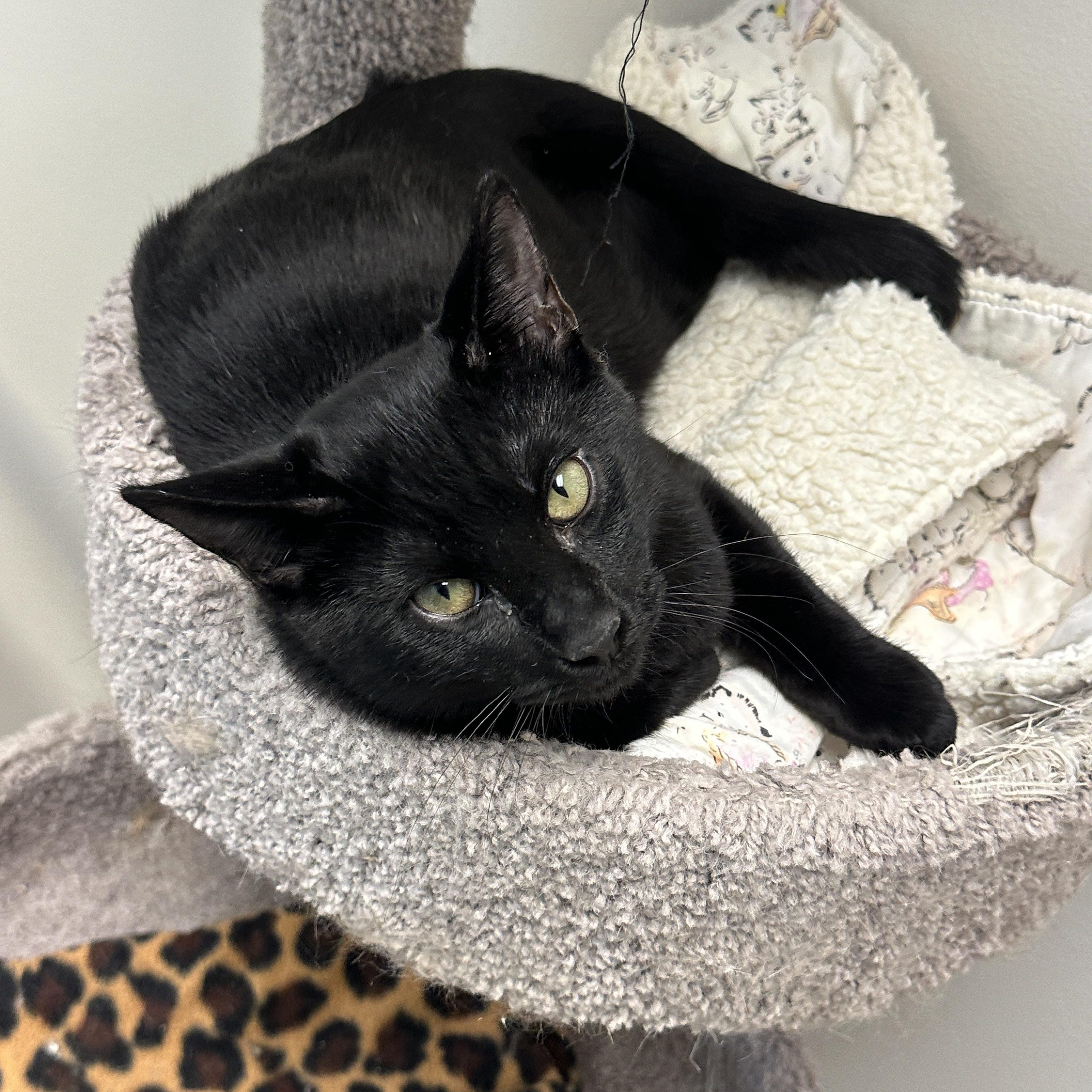 Adopt Marcel, Momma Lyra, Marie & Hercules Today - Find Paw Pal