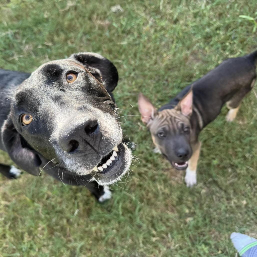 Adopt Rumples Today - Find Paw Pal
