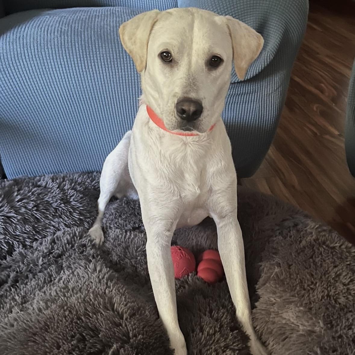 Adopt Aspen Today - Find Paw Pal
