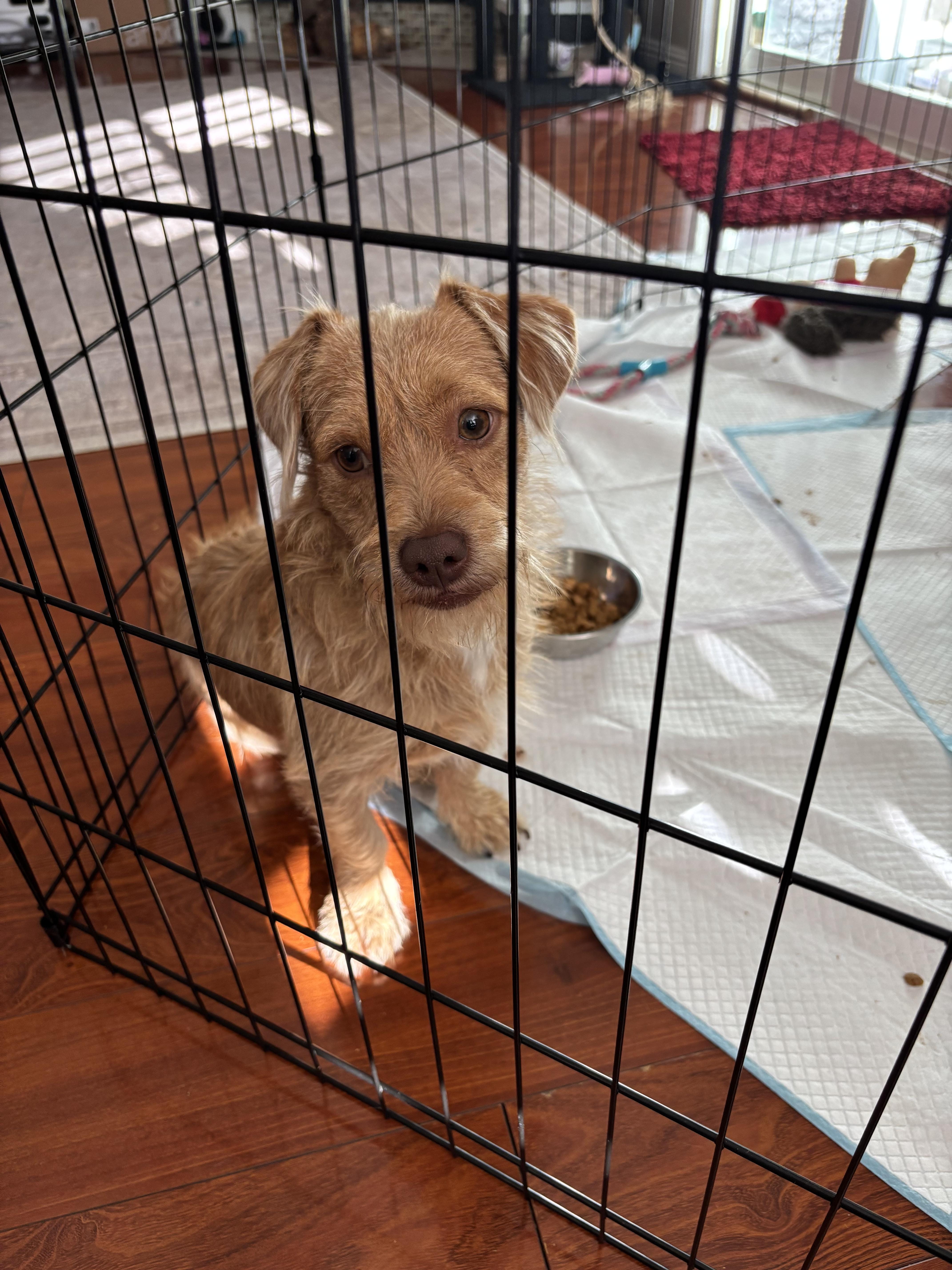 Adopt Bert Today - Find Paw Pal