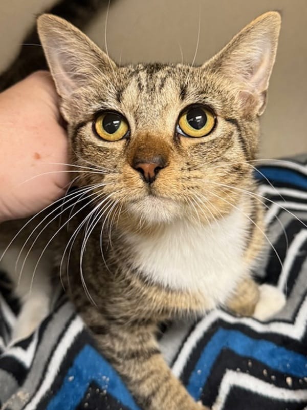 Adopt Tabitha Today - Find Paw Pal