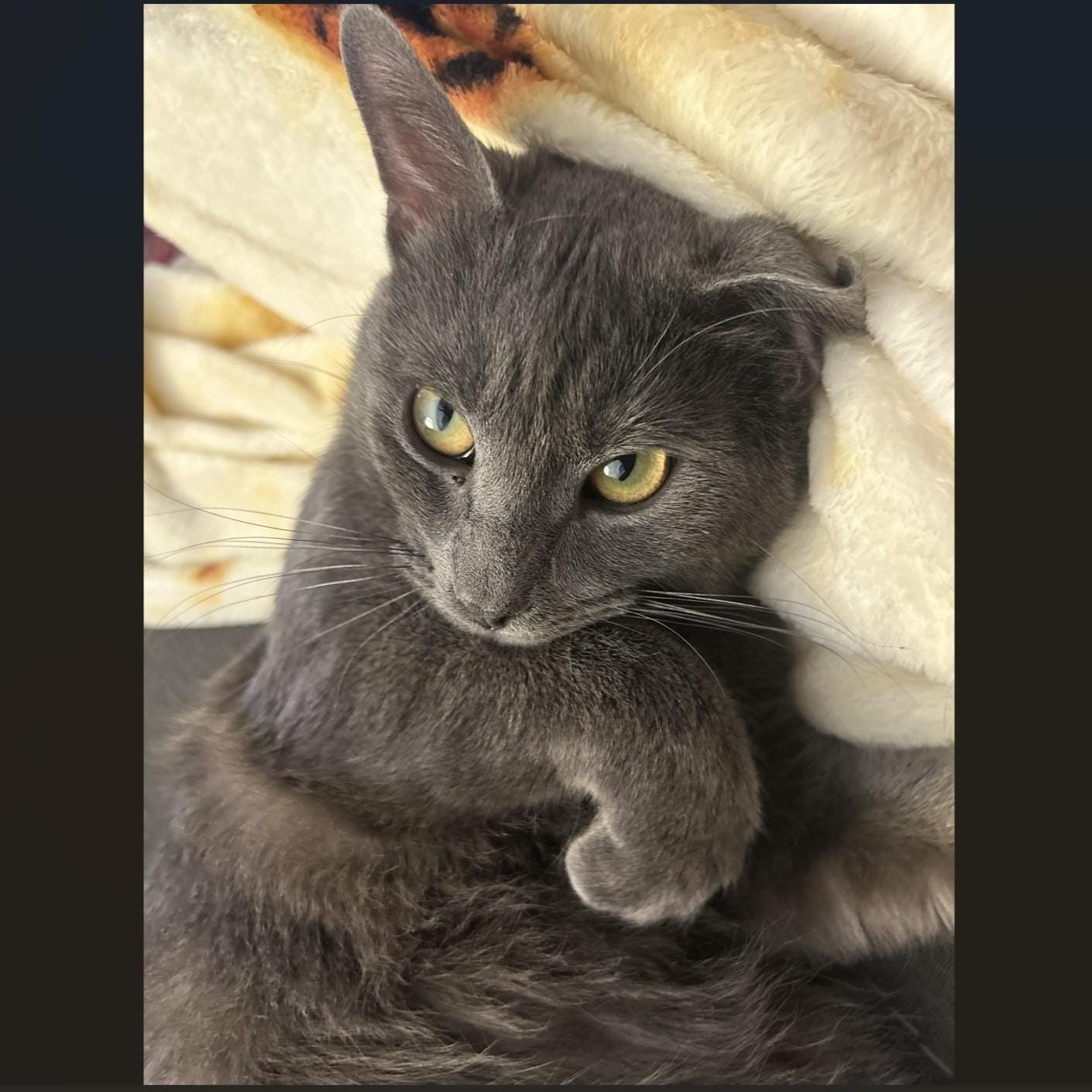 Adopt Prince Igor (Russian Blue Mix) Today - Find Paw Pal