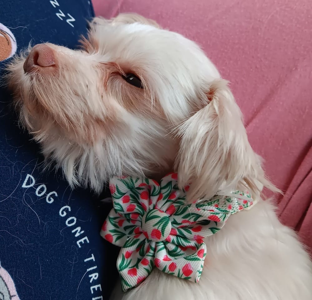 Adopt Olive Today - Find Paw Pal