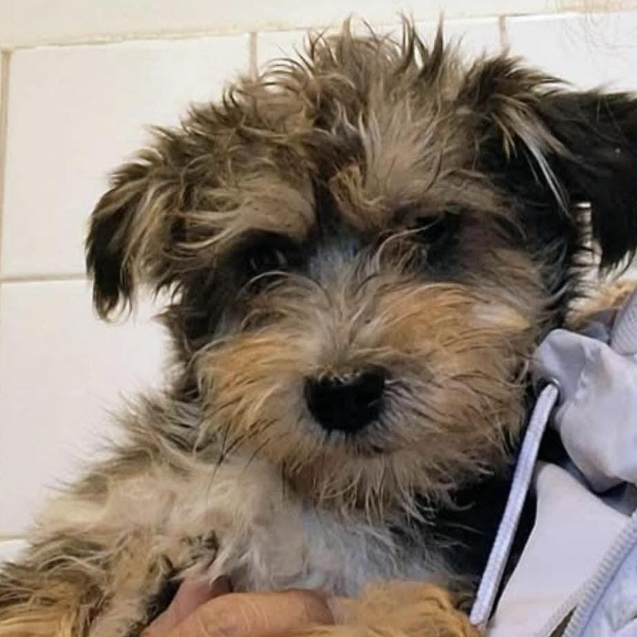 Adopt EDGAR Today - Find Paw Pal