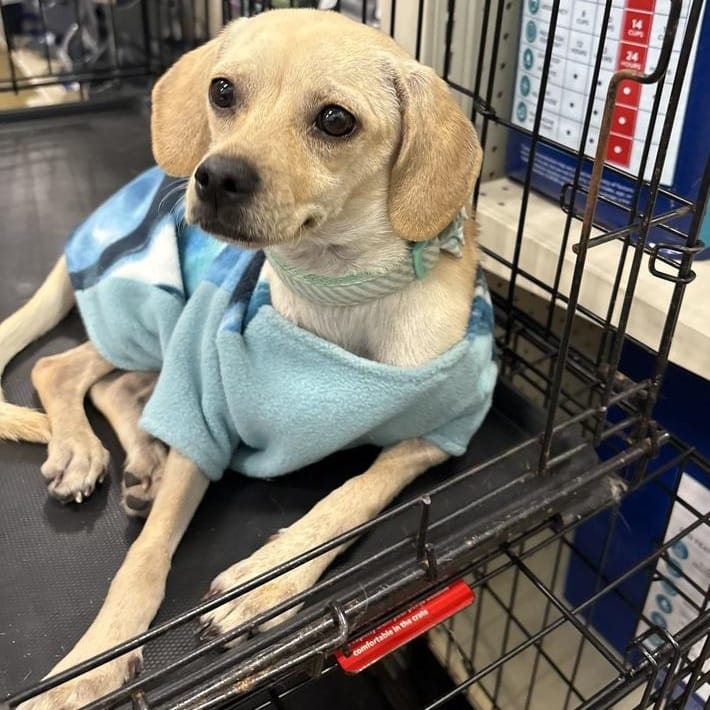 Adopt Princess Precious Today - Find Paw Pal