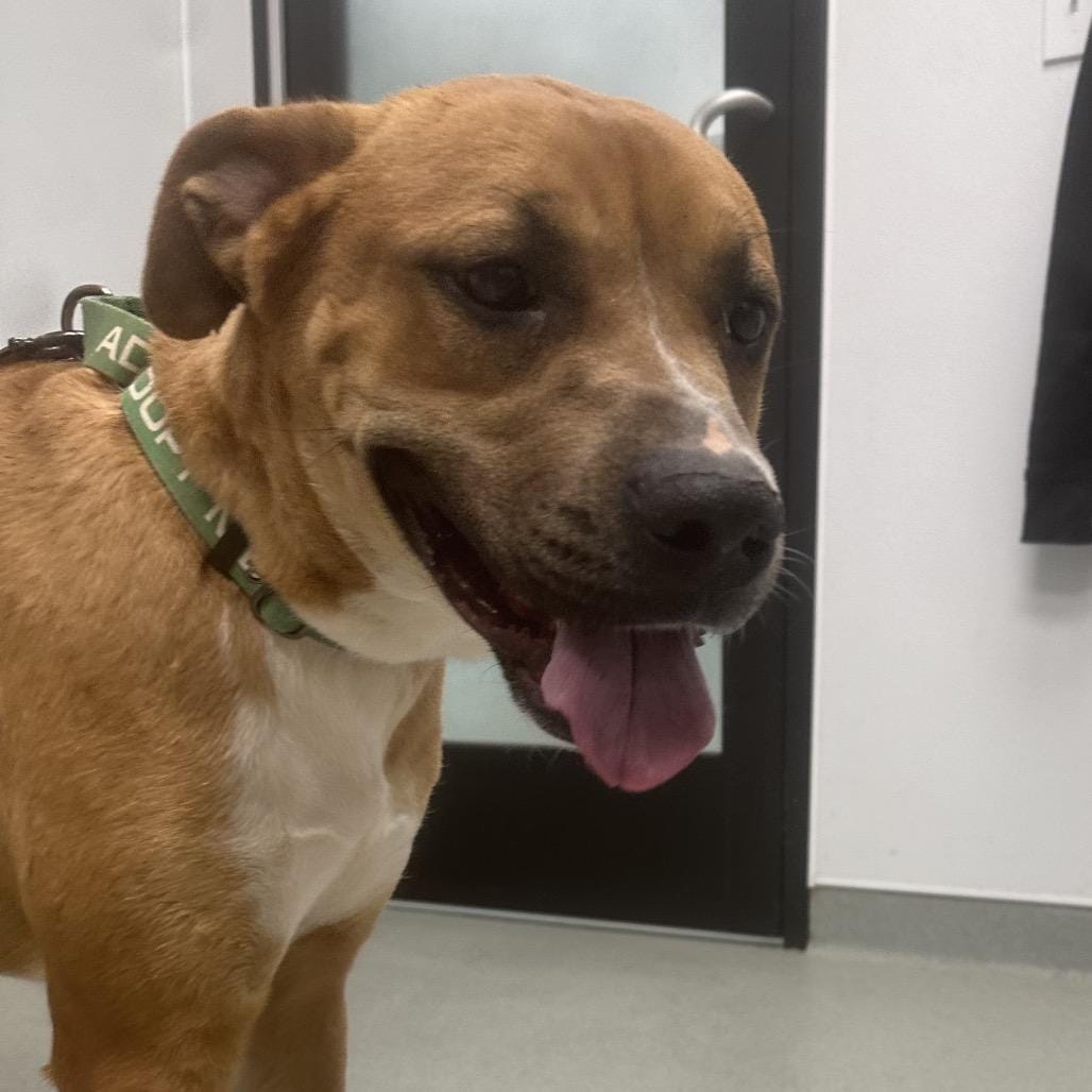 Adopt Ruby Roo Today - Find Paw Pal