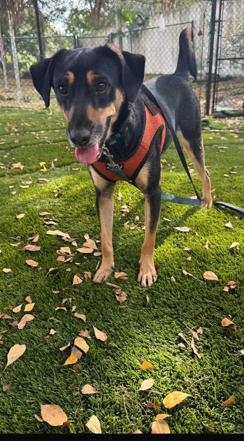 Adopt Gilbert Today - Find Paw Pal