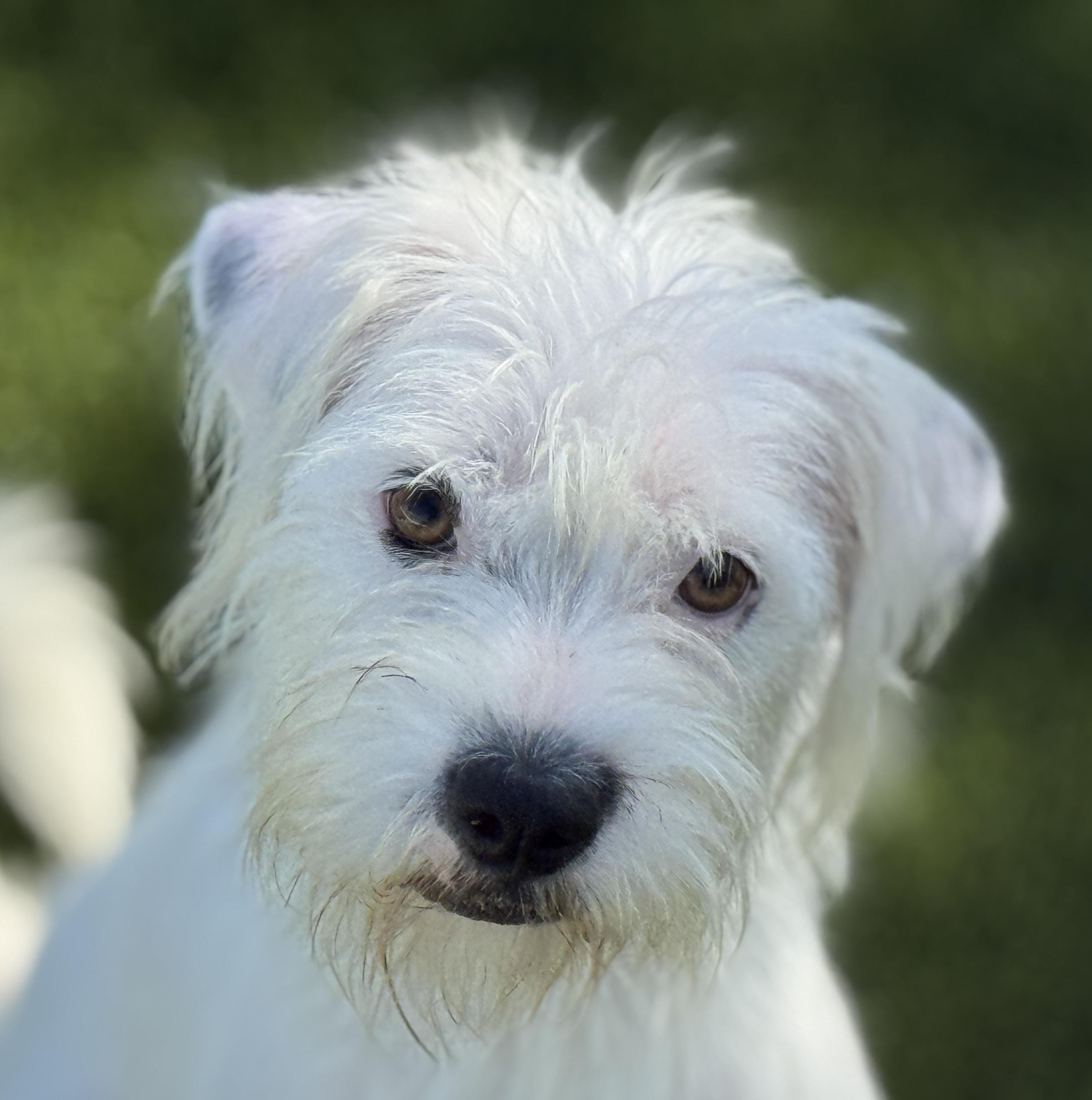 Adopt Suki - beautiful girl who loves everyone! Today - Find Paw Pal