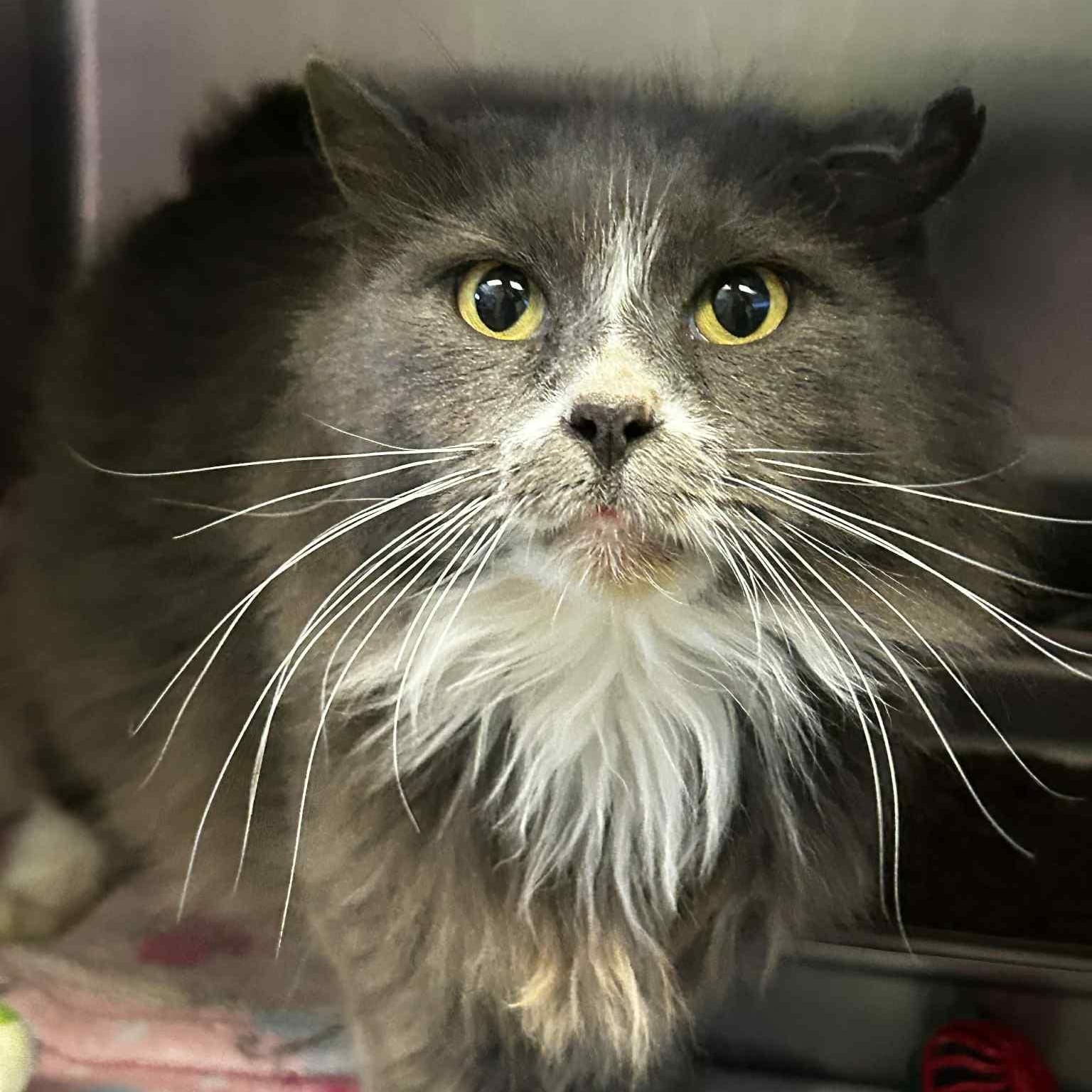 Adopt Grandma Got ran over by A Reindeer Today - Find Paw Pal