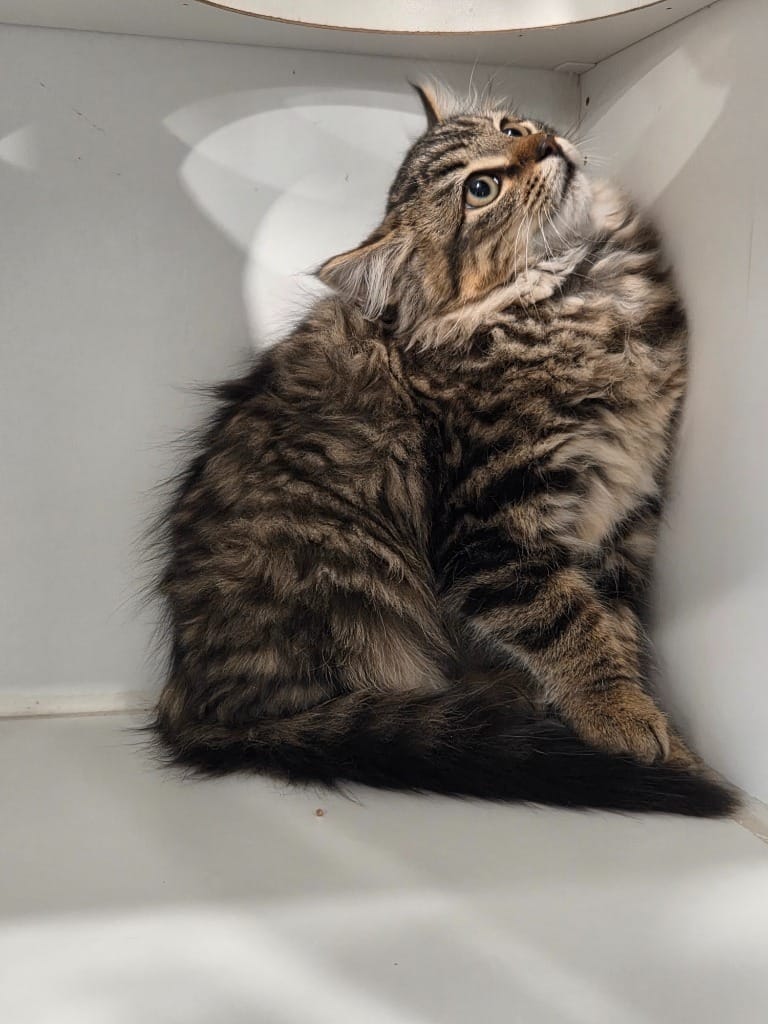 Adopt Coco Today - Find Paw Pal