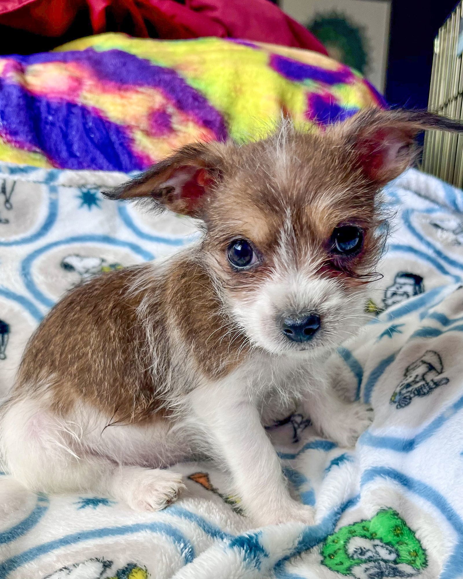 Adopt Jessie Today - Find Paw Pal