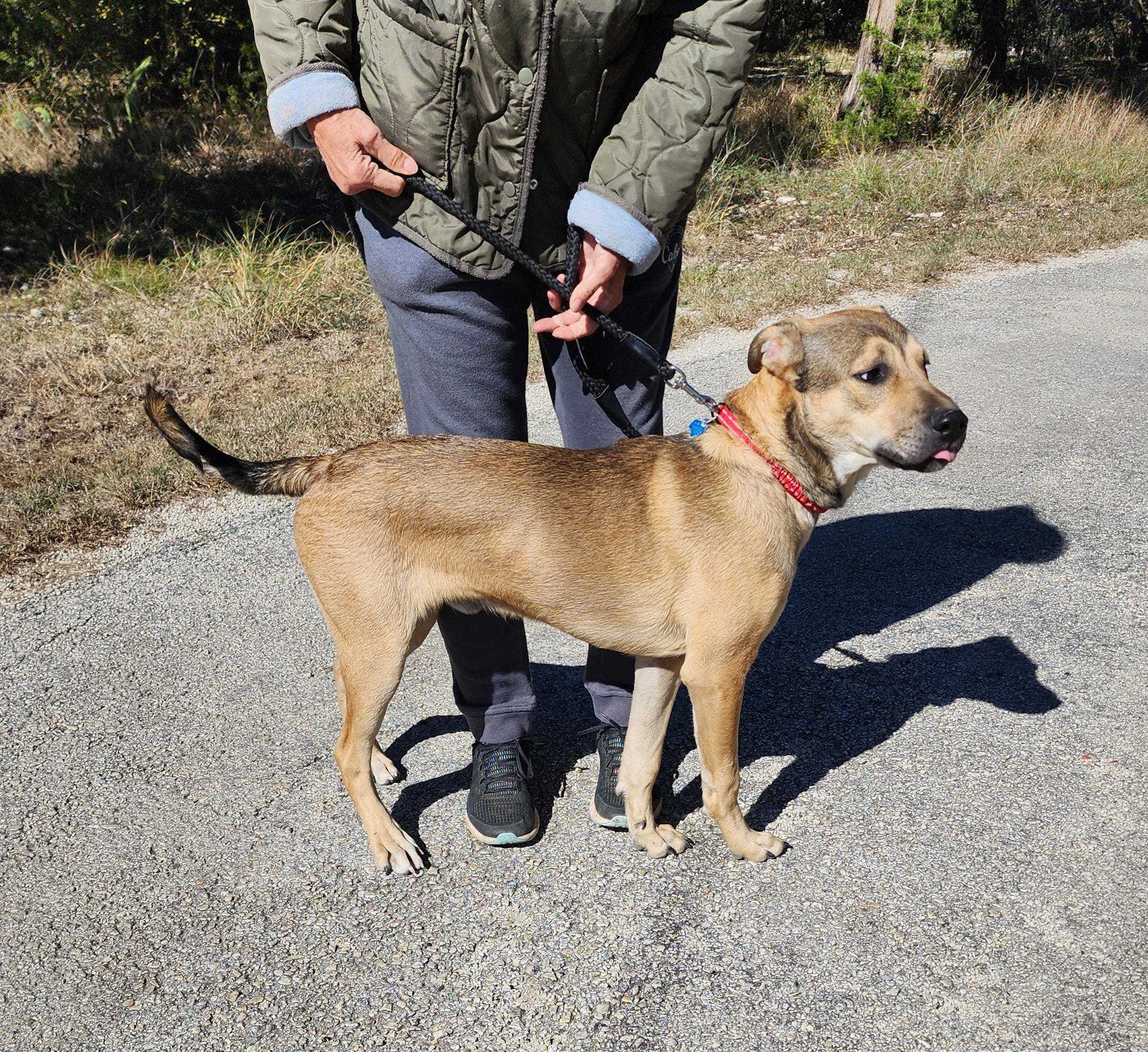 Adopt Buck Today - Find Paw Pal