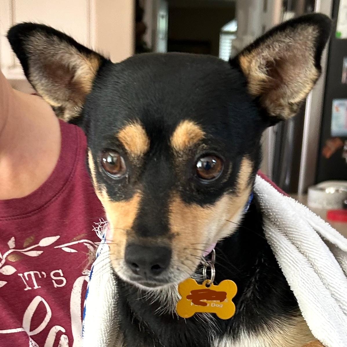 Adopt Hotlanta Today - Find Paw Pal