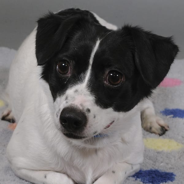 Adopt Ashley Today - Find Paw Pal