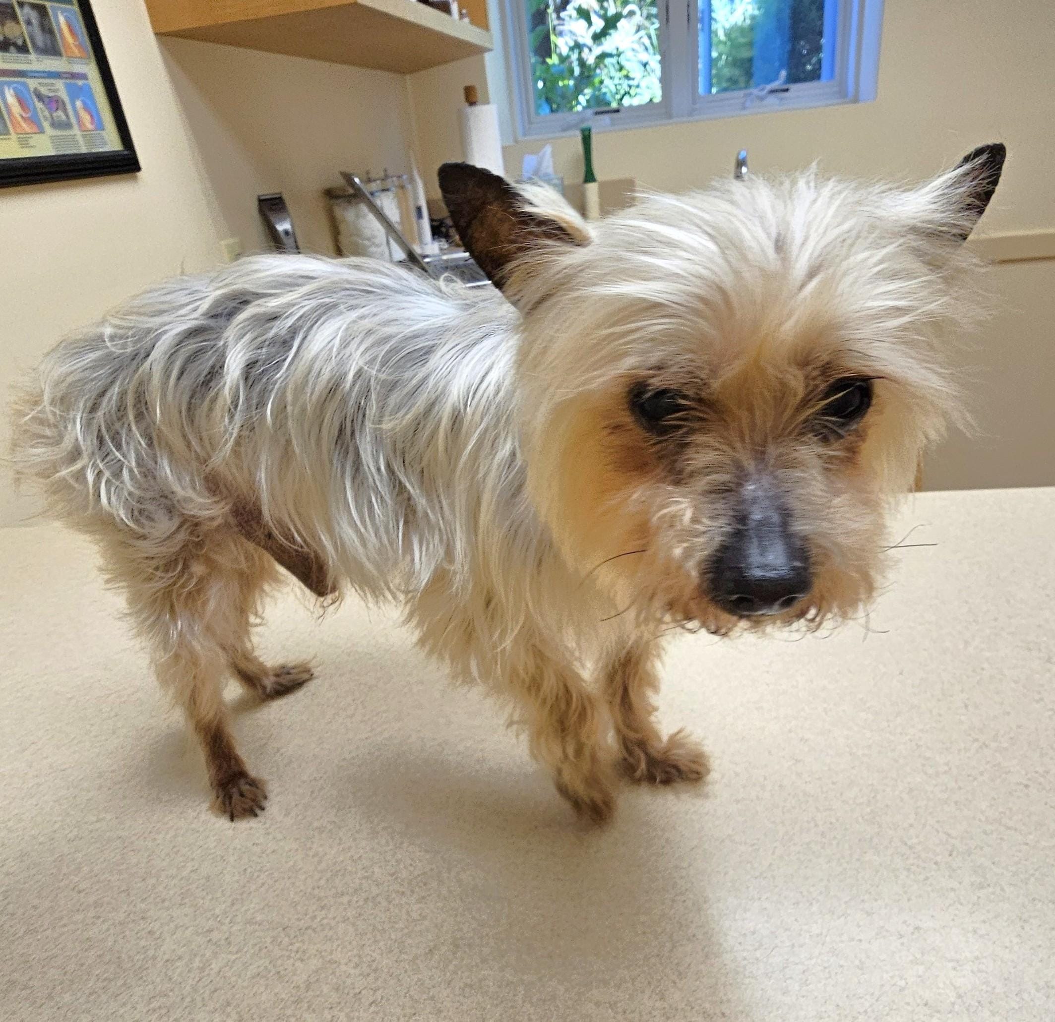 Adopt Norbert Today - Find Paw Pal