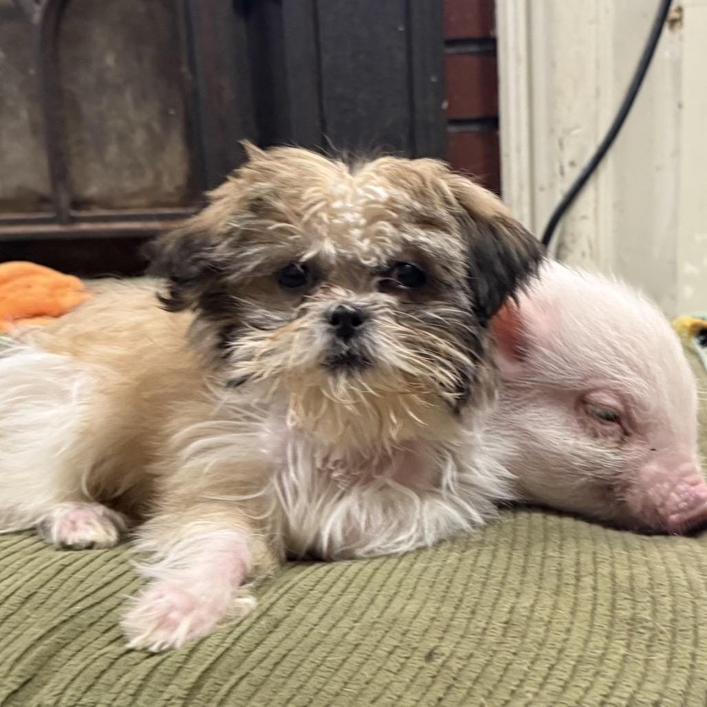 Adopt Gracie Lou Today - Find Paw Pal