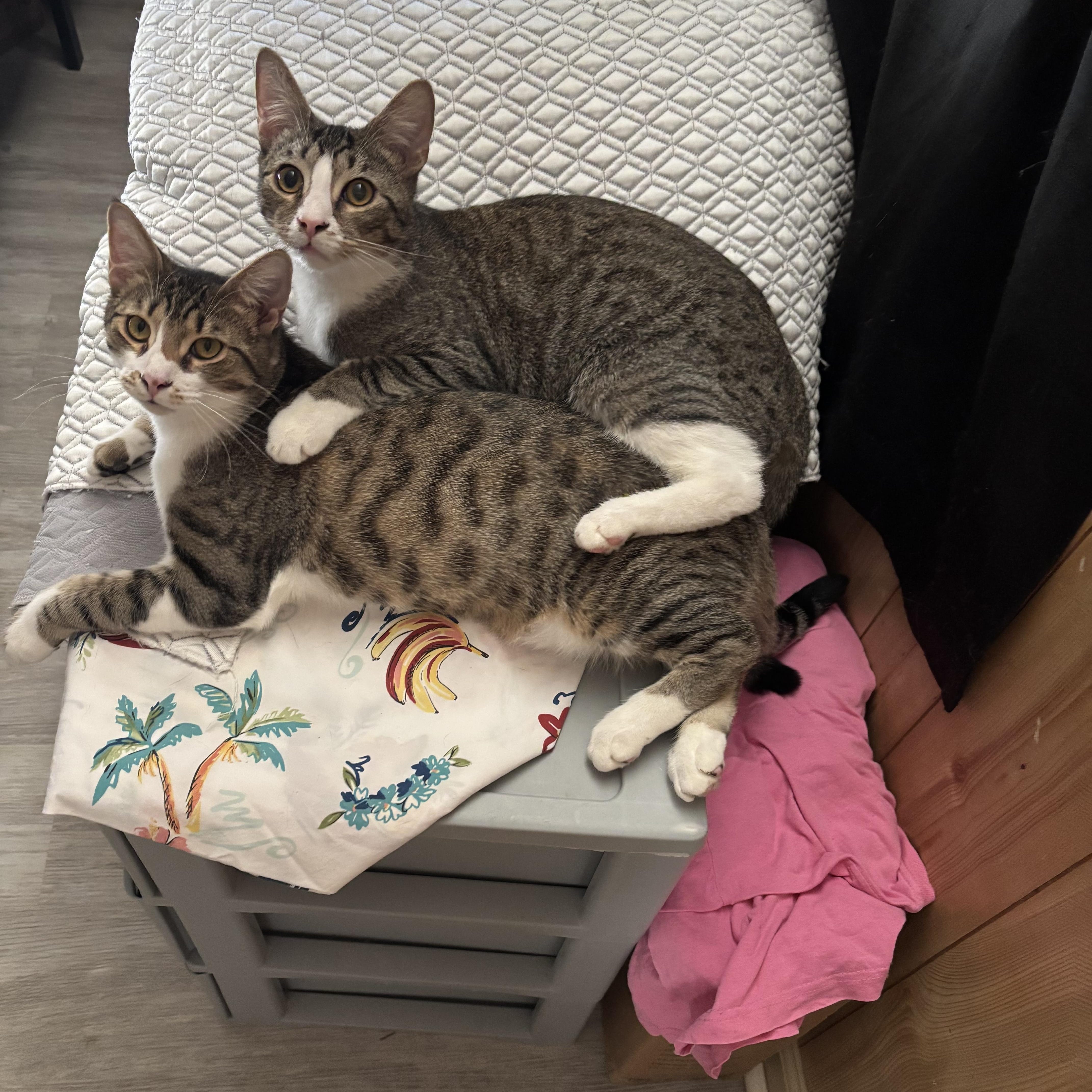Adopt Esmerelda and Igor Today - Find Paw Pal