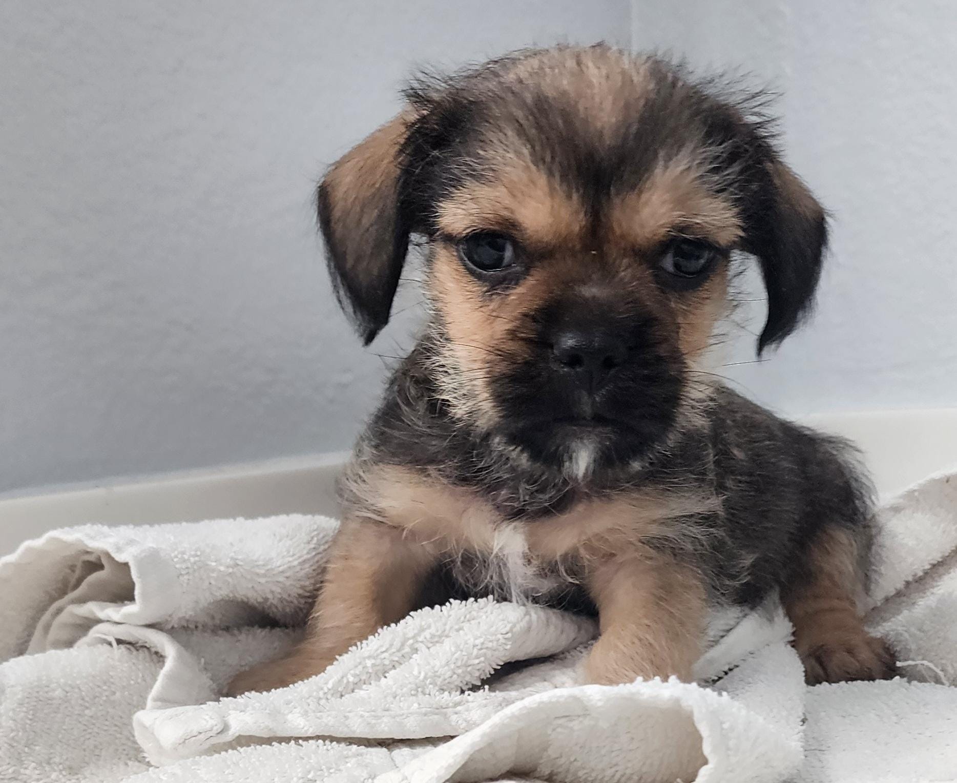Adopt Georgie Today - Find Paw Pal