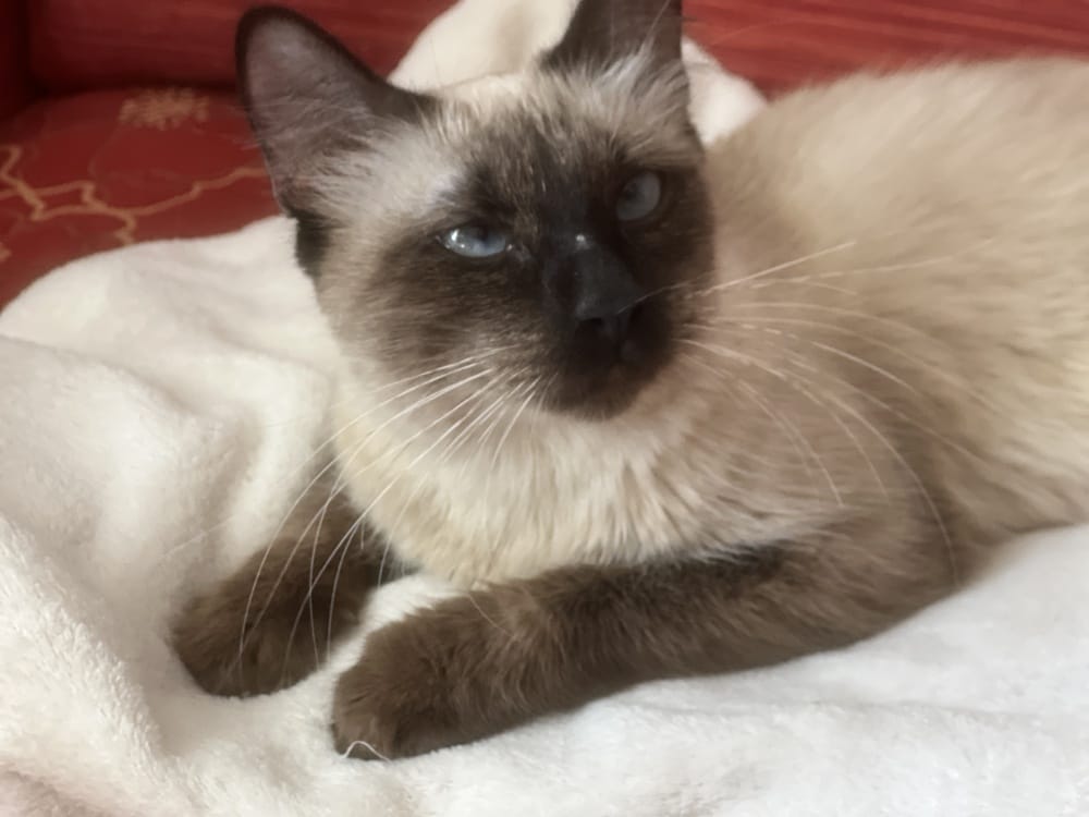 Adopt Sora Today - Find Paw Pal