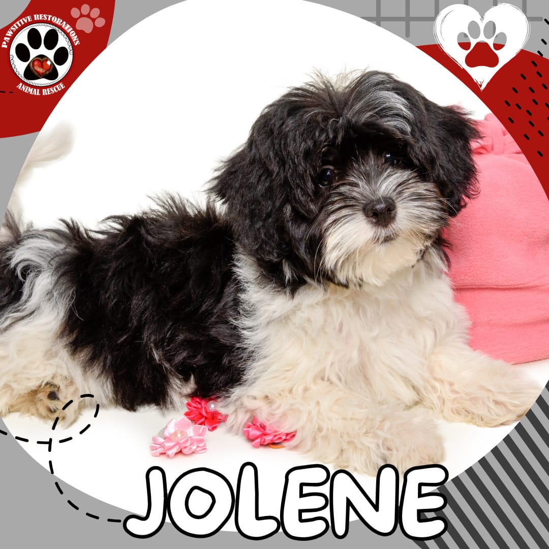 Adopt JOLENE Today - Find Paw Pal