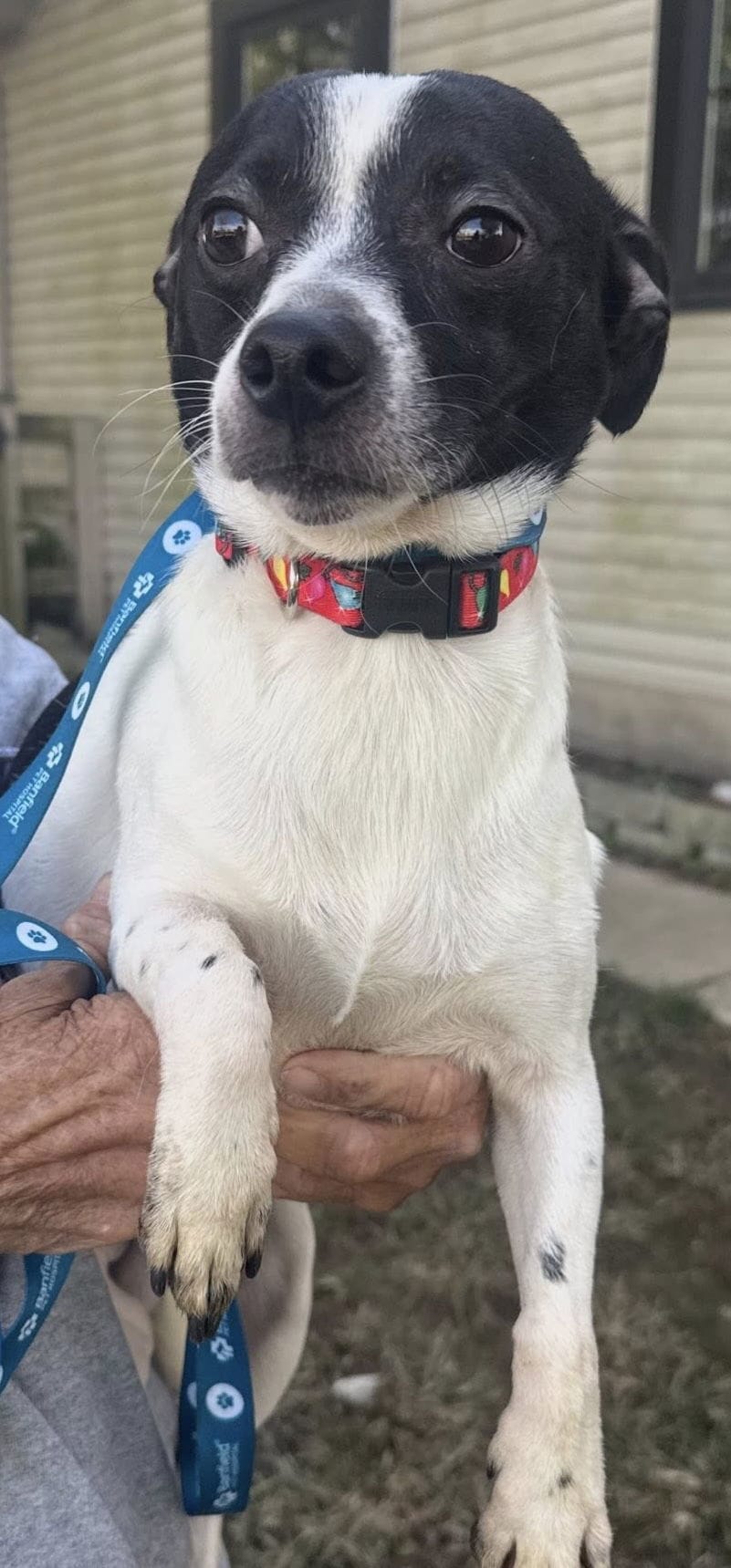 Adopt Harley Today - Find Paw Pal