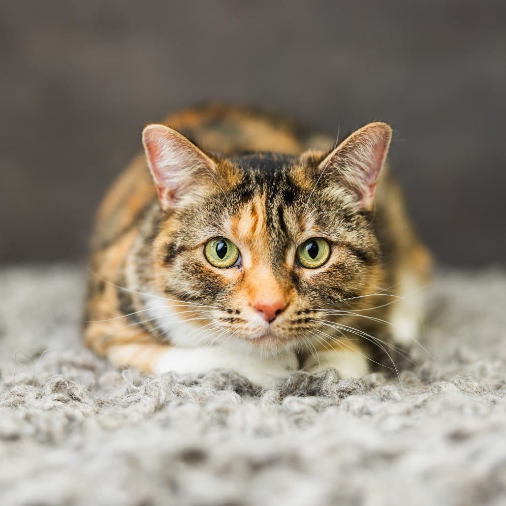 Adopt Queen Anne Today - Find Paw Pal