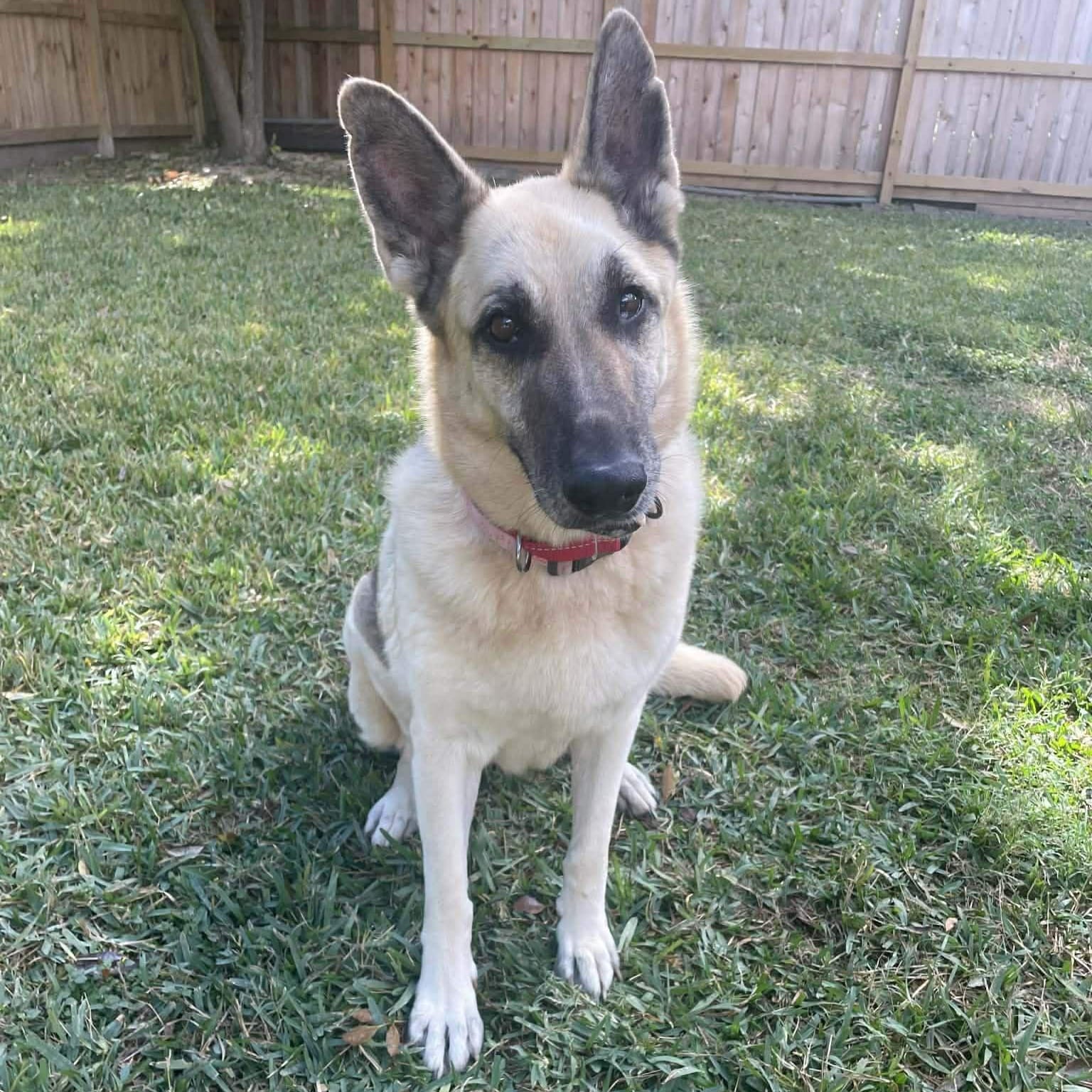 Humane Society in St. Louis, MO - Find Paw Pal