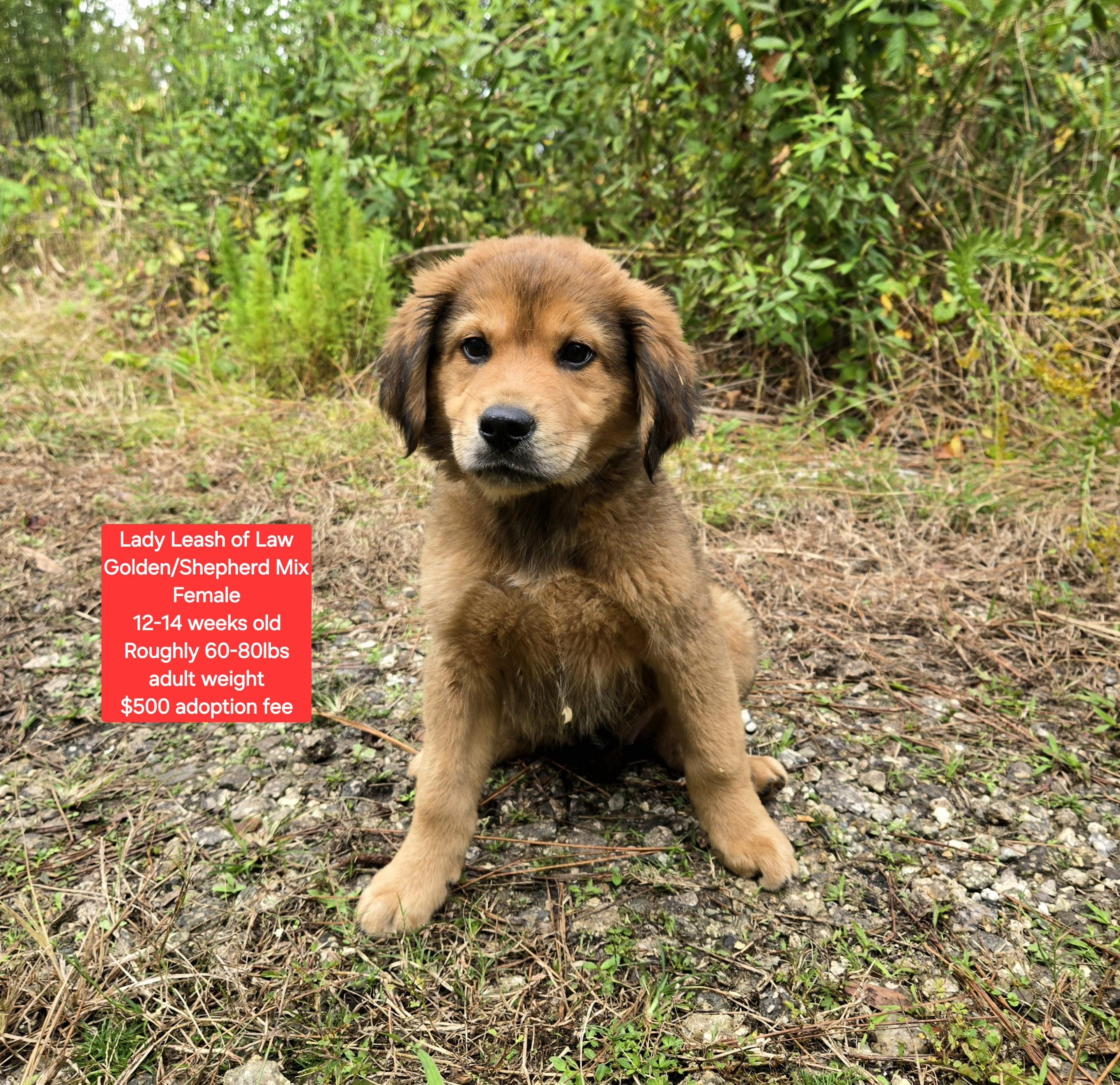 Adopt Lady Leash of Law Today - Find Paw Pal