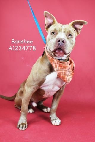 Adopt Banshee - LONGTIME RESIDENT! Today - Find Paw Pal