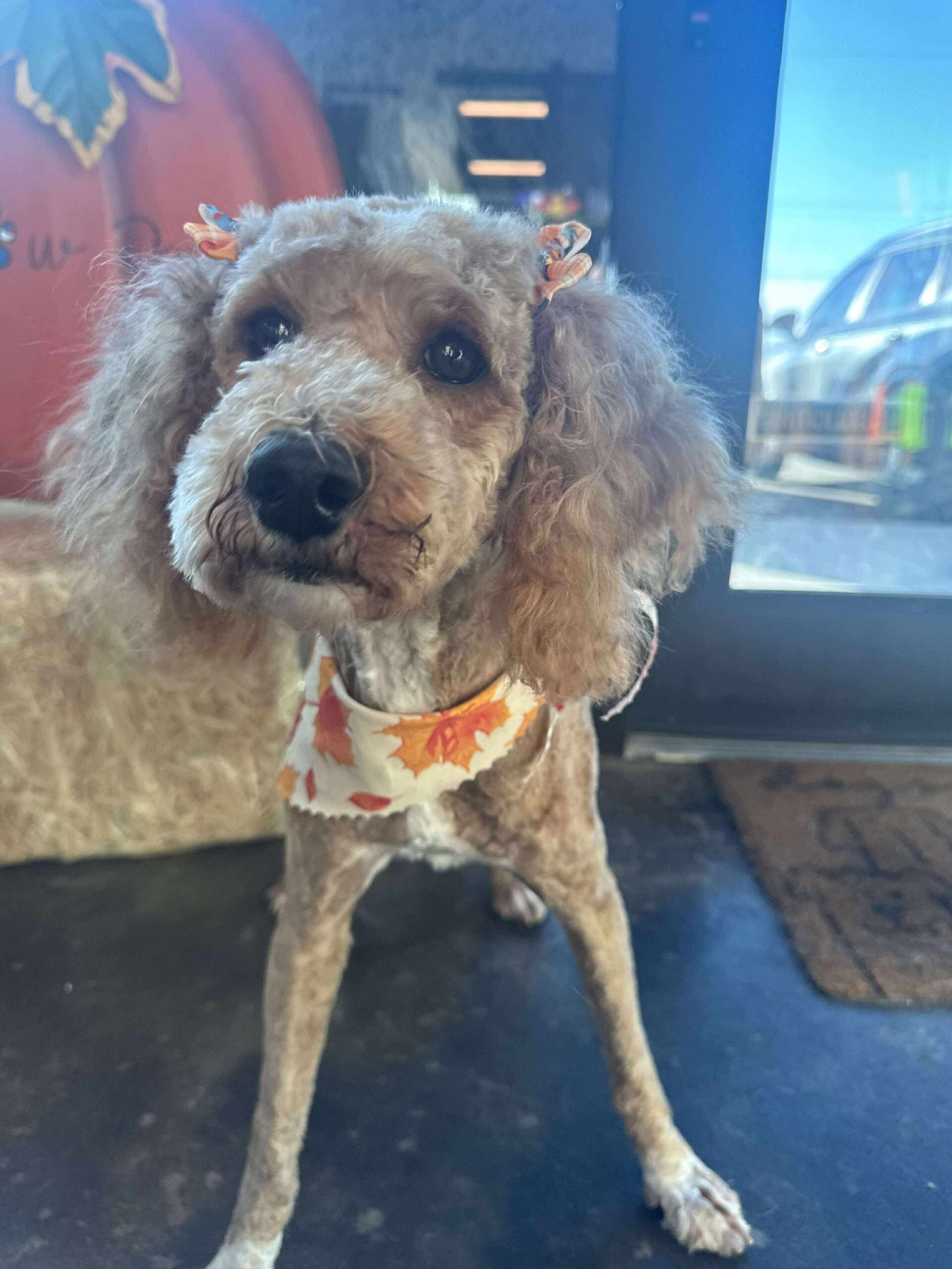 Adopt Lorelei Today - Find Paw Pal