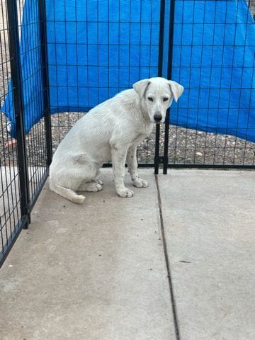 Adopt Sheldon Today - Find Paw Pal