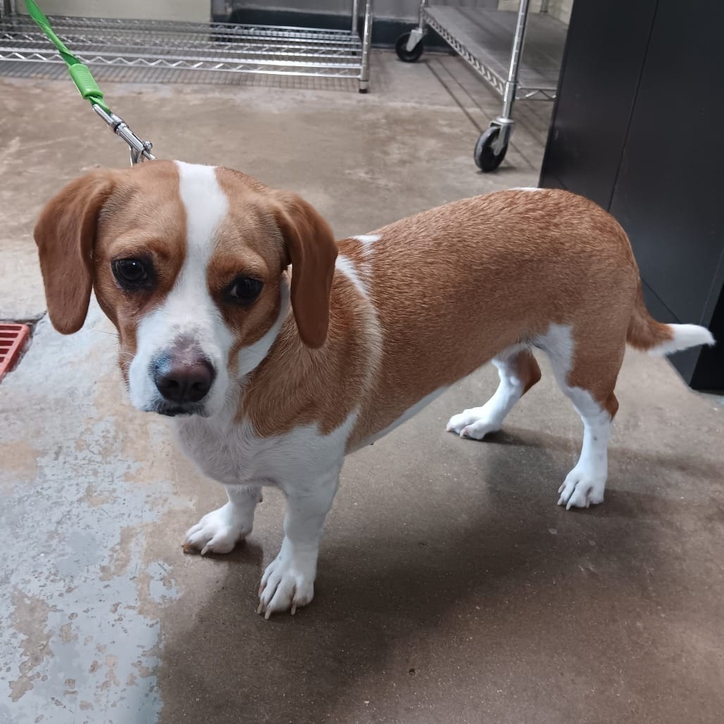 Adopt Lady Bug Today - Find Paw Pal